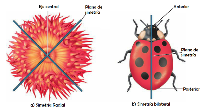 Diccionario - Simetría radial o simetría axial | PortalPez, acuarios ...