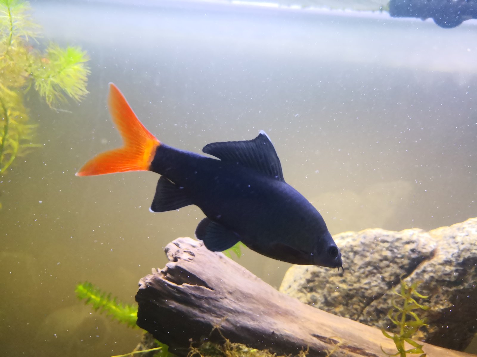 Ayuda Con Peces Boqueando Y Respirando Rápido | Foro PortalPez de ...