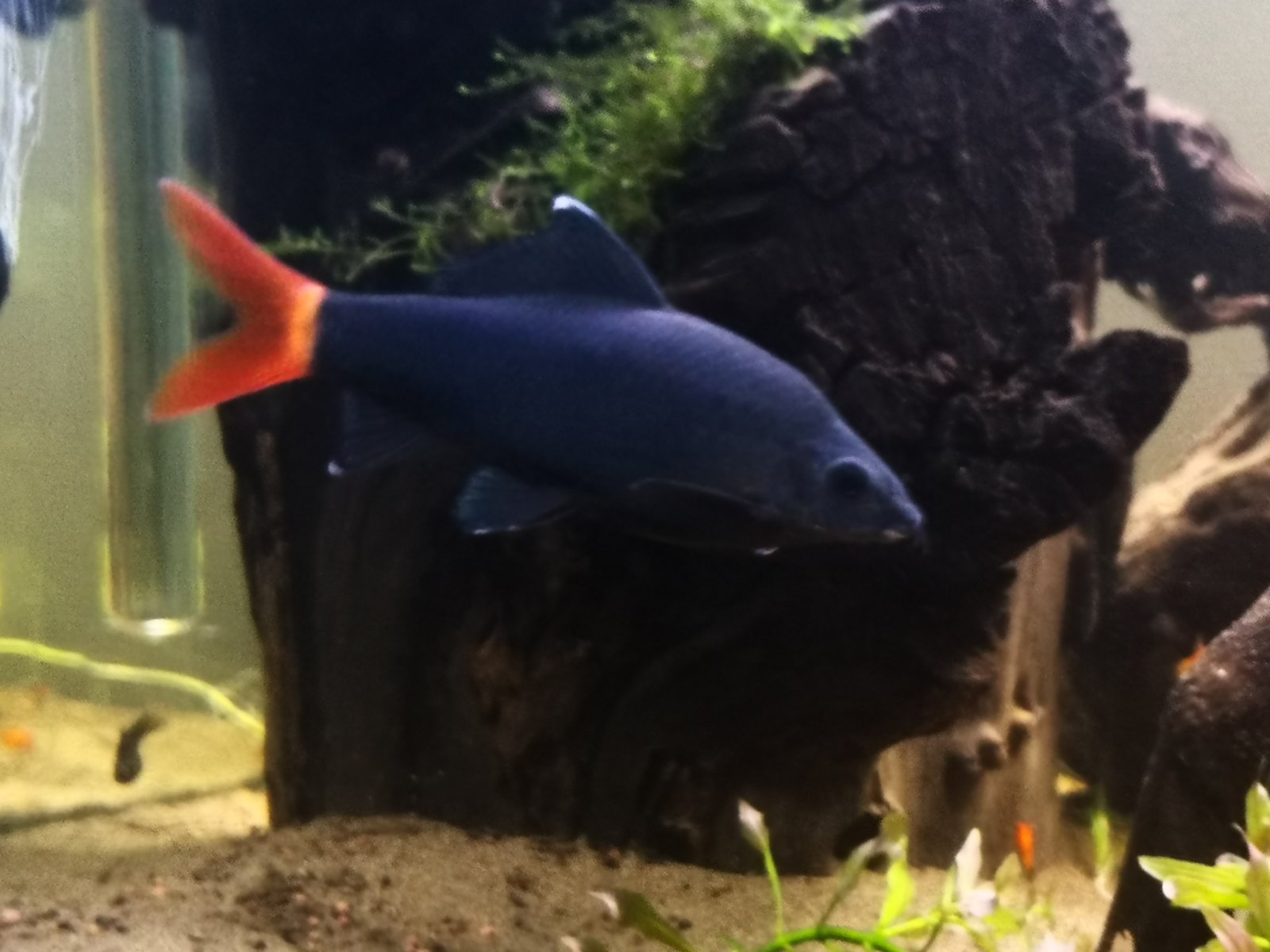 Ayuda Con Peces Boqueando Y Respirando Rápido | Foro PortalPez de ...