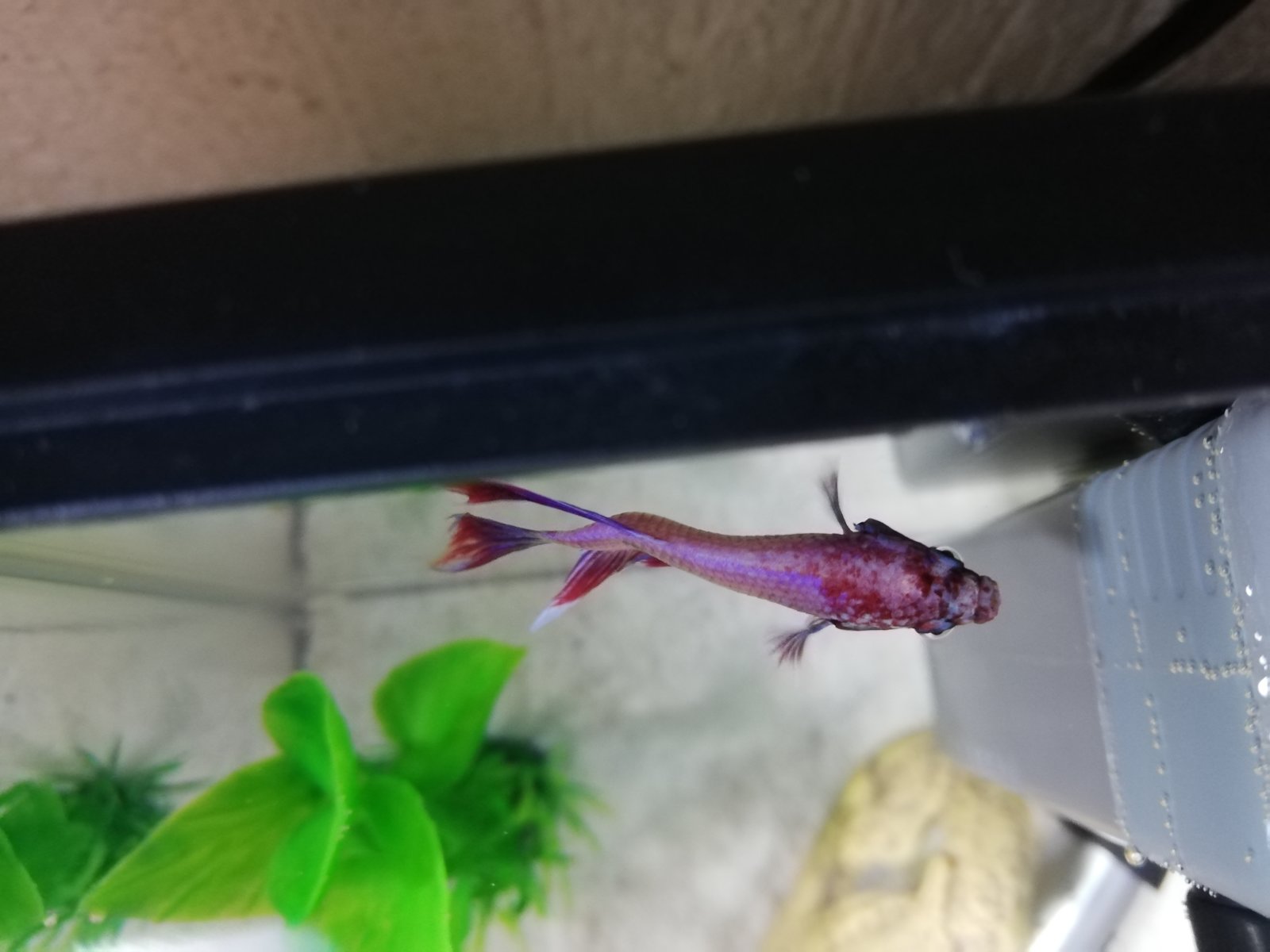 Mi Pez Está Chueco Al Final De Su Cuerpo Foro Portalpez De Acuarios Peces Mascotas Plantas