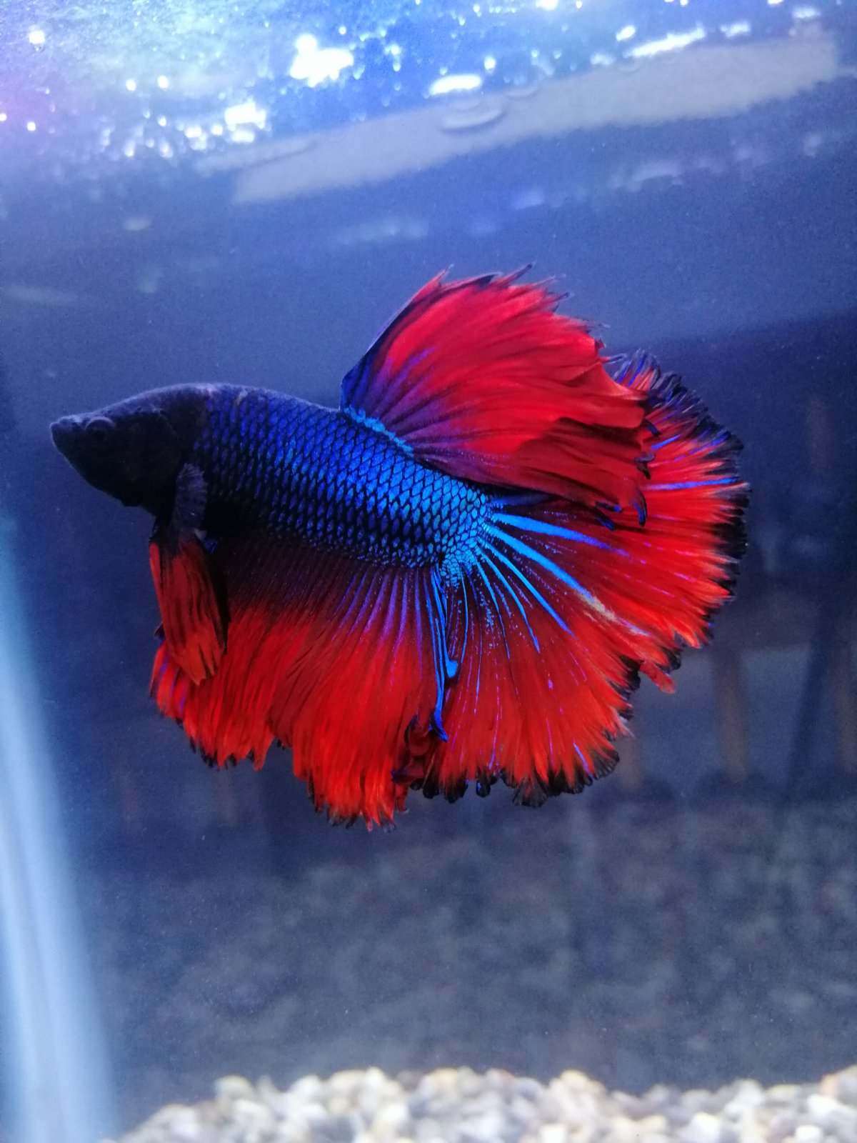 Pez Betta Rojo Y Azul