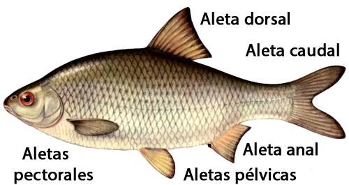 Diccionario - Aletas | Foro PortalPez de acuarios, peces, mascotas ...