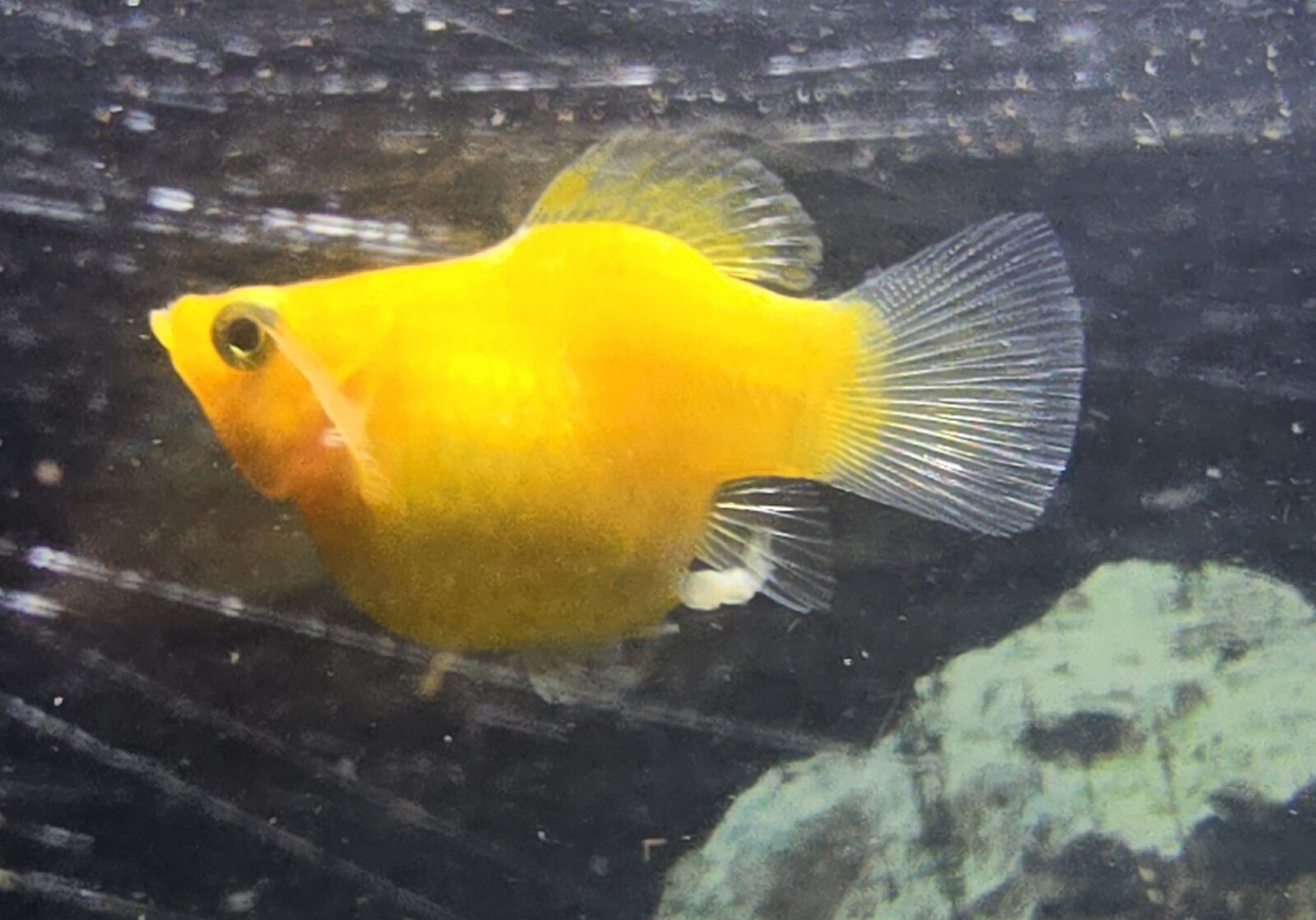 Urgente - Molly balon ¿embarazada? | Foro PortalPez de acuarios, peces ...