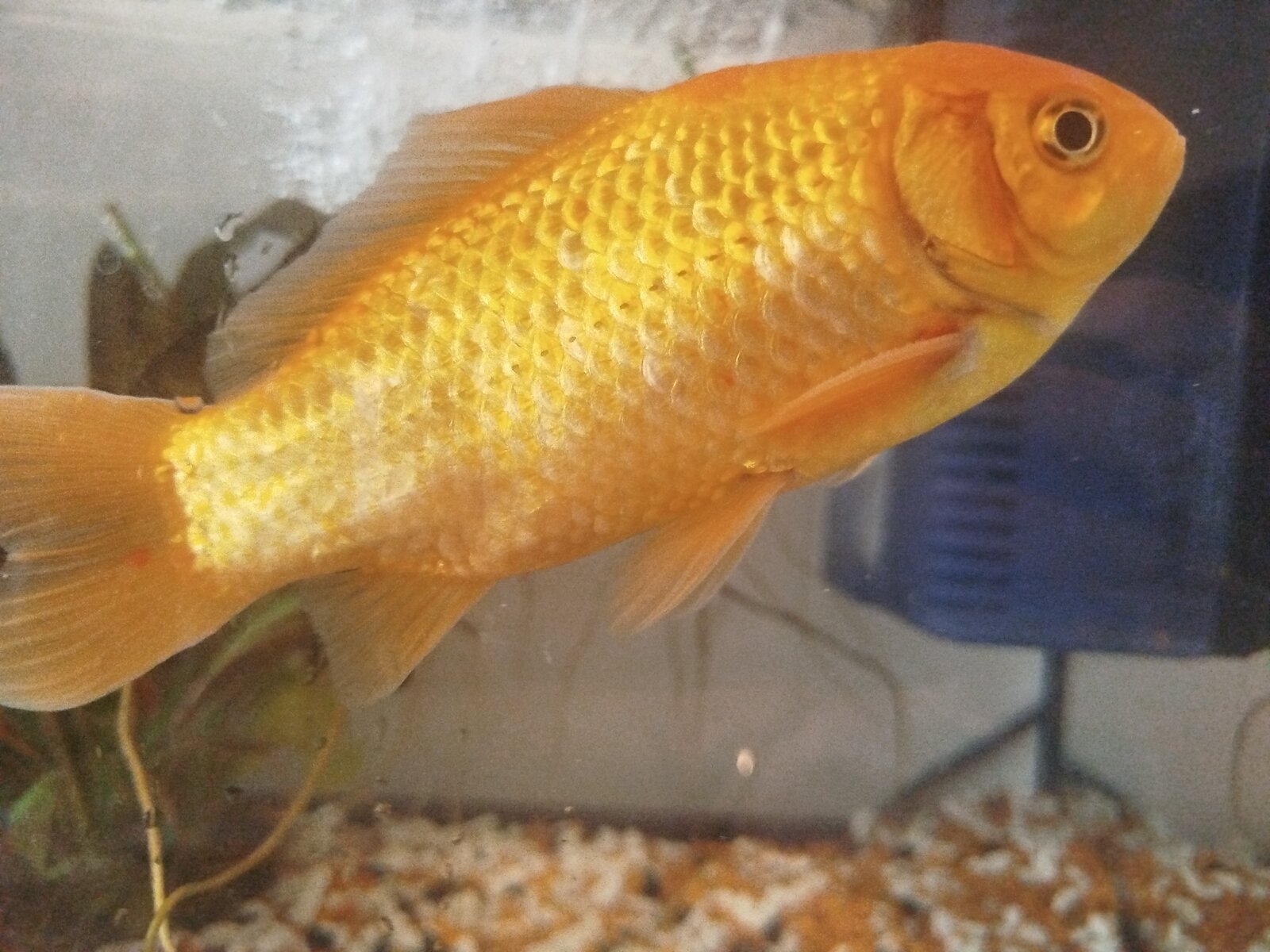 Carpa dorada hambrienta | Foro PortalPez de acuarios, peces, mascotas ...