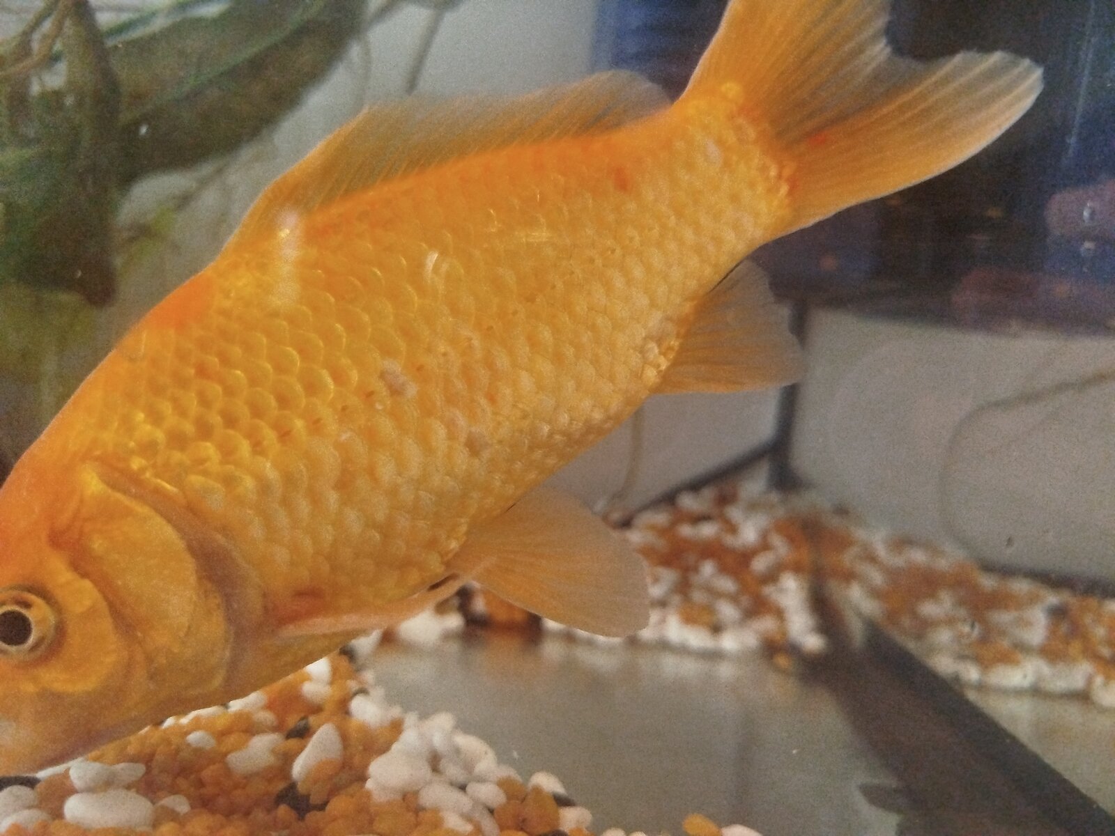 Carpa dorada hambrienta | Foro PortalPez de acuarios, peces, mascotas ...