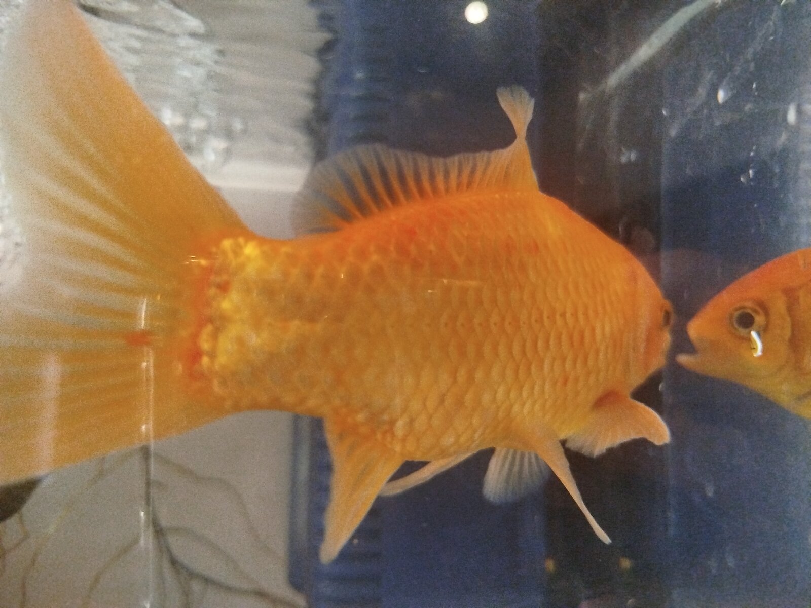 Carpa dorada hambrienta | Foro PortalPez de acuarios, peces, mascotas ...