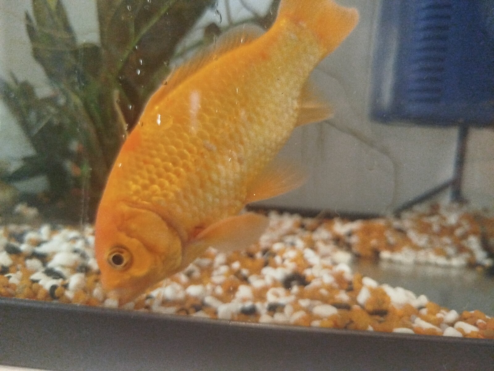 Carpa dorada hambrienta | Foro PortalPez de acuarios, peces, mascotas ...